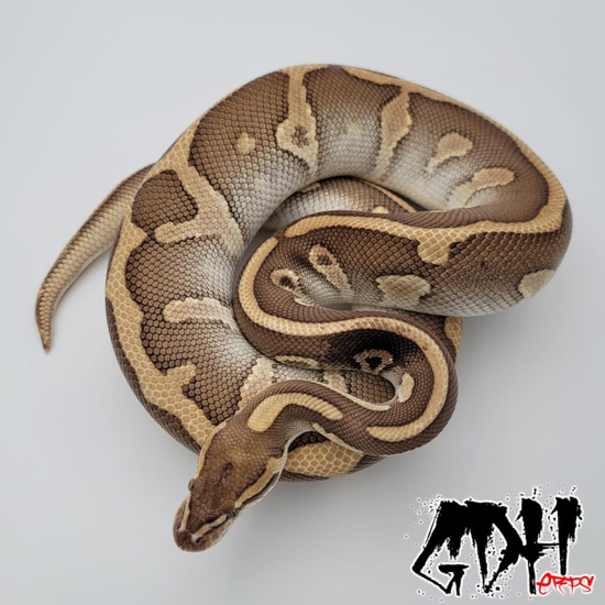 Butter Leopard Het Clown Paradox Ball Python by Grand Daddy Herps