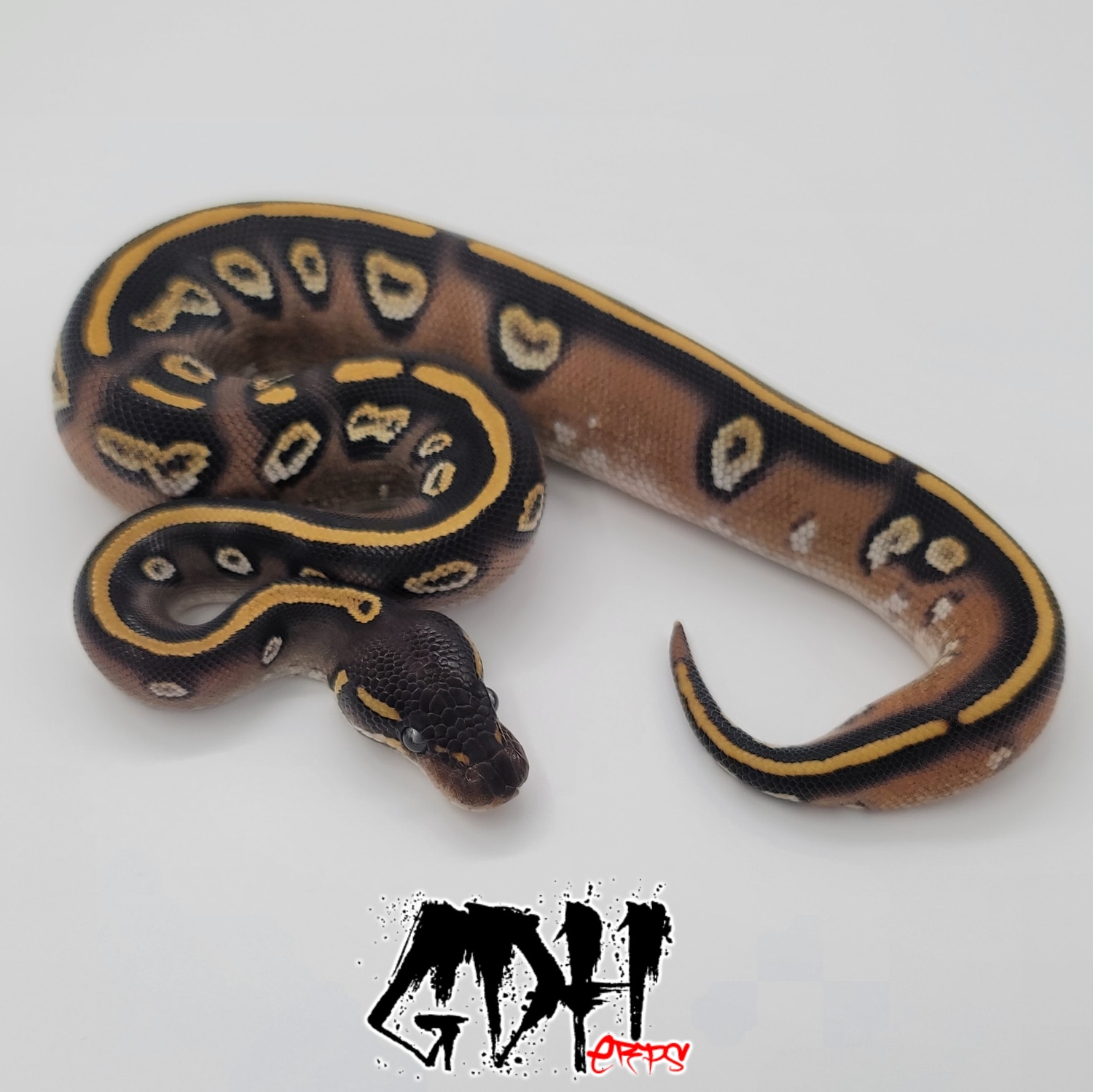 Black Head Mojave Spark Ball Python by Grand Daddy Herps - MorphMarket
