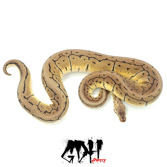 Lemonblast Het Desert Ghost Het Clown Ball Python by Grand Daddy Herps