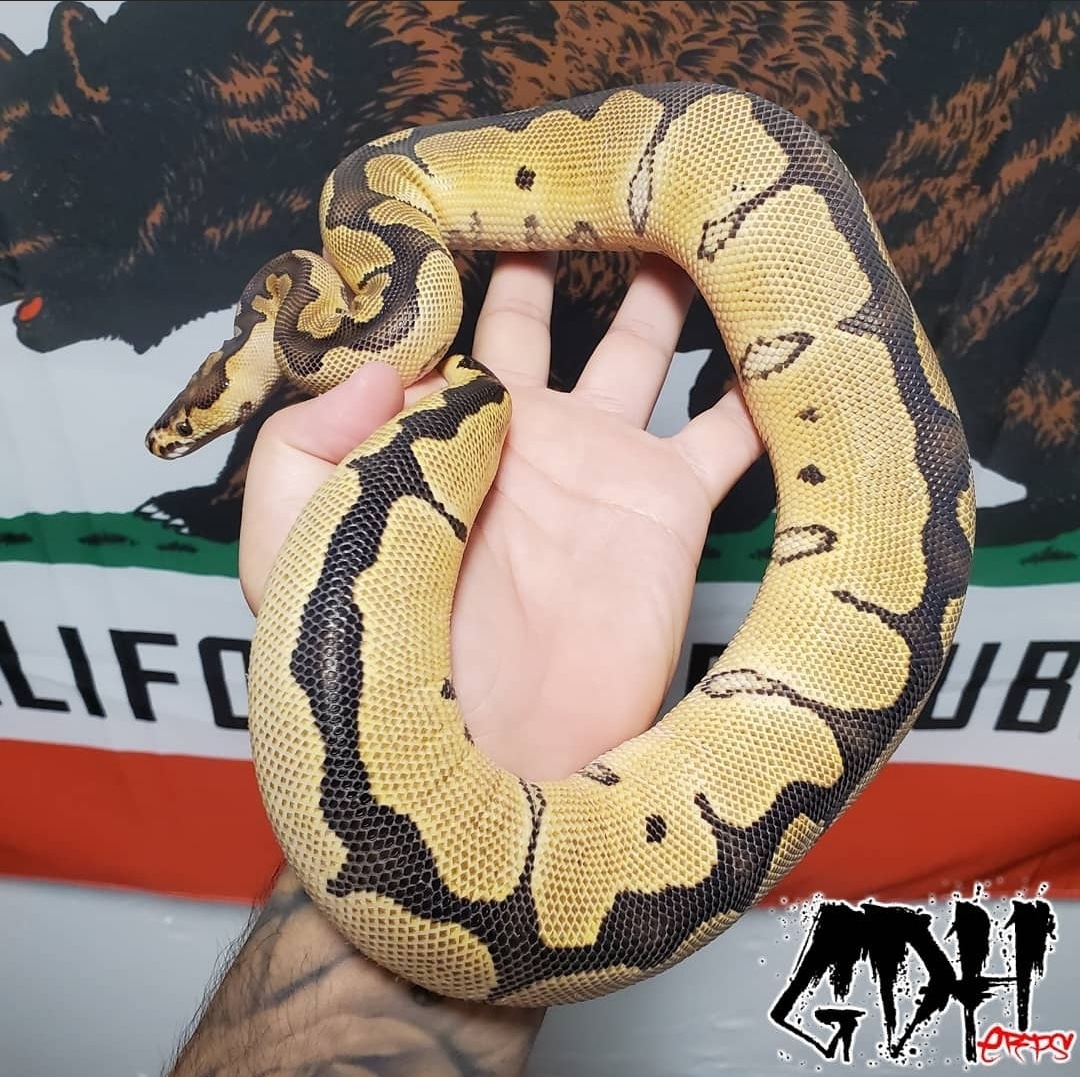 Blade Clown Ball Python by Grand Daddy Herps - MorphMarket