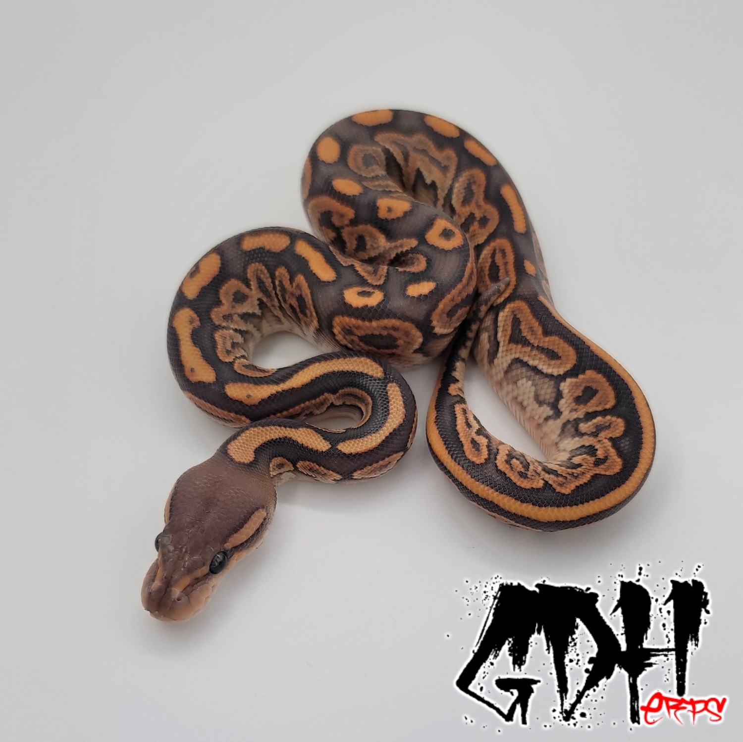 Black Pastel Special Red Gene Hypo Ball Python by Grand Daddy Herps ...
