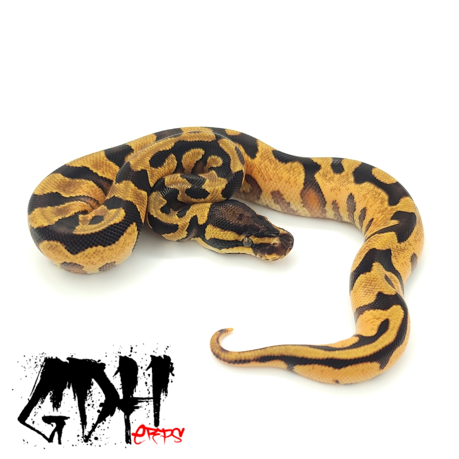 Enchi Yellowbelly 66% Desert Ghost Pied Ball Python by Grand Daddy ...