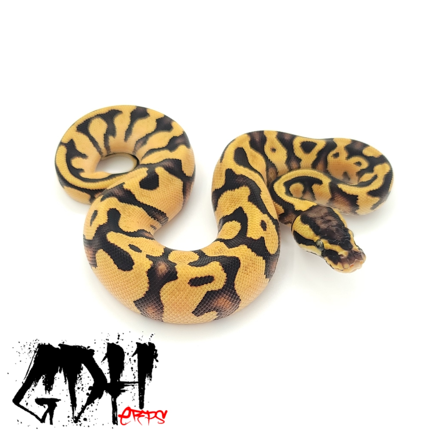 Pastel Enchi Orange Dream Yellowbelly 66% Het Desert Ghost 66% Het Pied ...