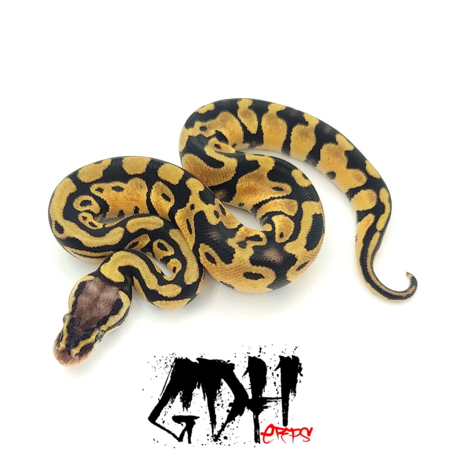 Pastel 66% Het Desert Ghost 66% Het Clown Ball Python by Grand Daddy ...