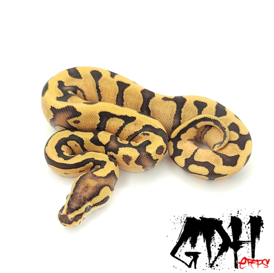 Fire Enchi Blade Het Clown Ball Python by Grand Daddy Herps - MorphMarket