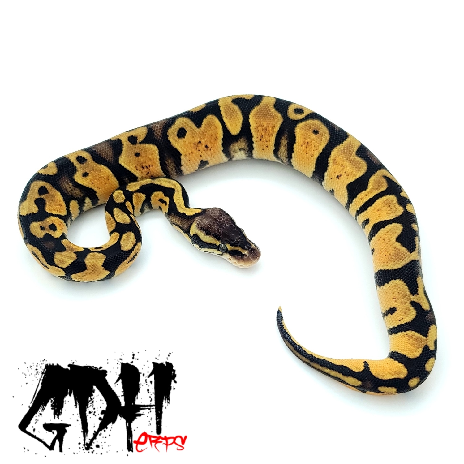 Pastel 66% Het Desert Ghost 66% Het Clown Ball Python by Grand Daddy ...