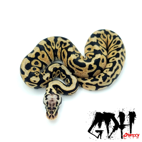 Pastel Spotnose 66% Het Desert Ghost 50% Het Clown 50% Het Cryptic Ball ...