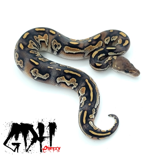 Blackhead Cinnamon Lesser Paradox Het Hypo Ball Python by Grand Daddy Herps