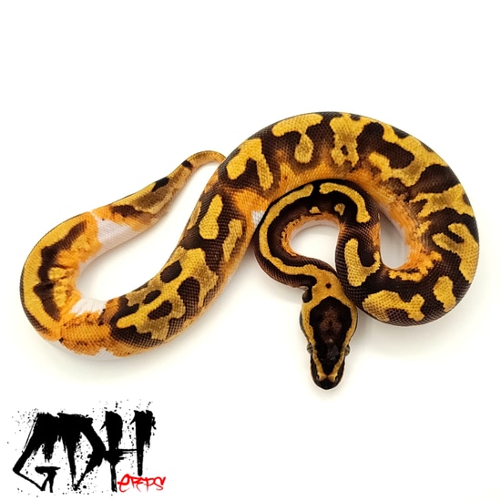 Enchi Yellowbelly Genex Pied Ball Python by Grand Daddy Herps