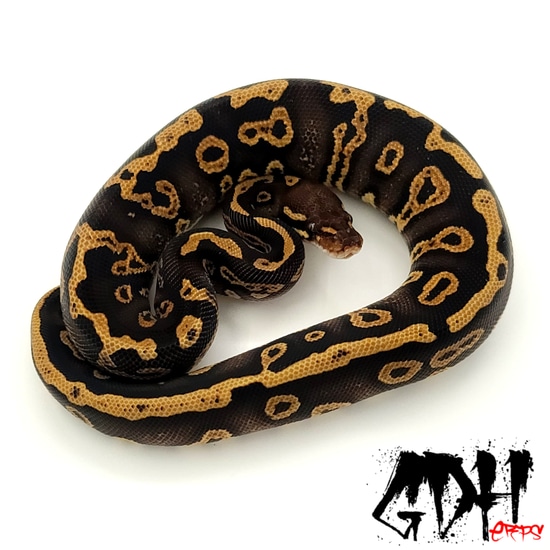 Acid Mystic Blitz Ball Python by Grand Daddy Herps