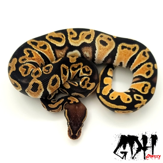 Orange Dream Blitz Ball Python by Grand Daddy Herps