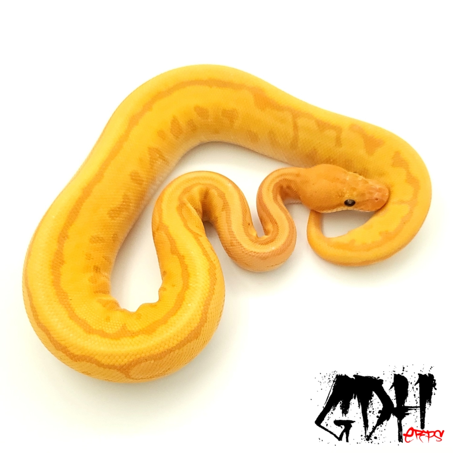 Banana Leopard Pinstripe Probable GHI Het Clown Ball Python by Grand Daddy Herps - MorphMarket
