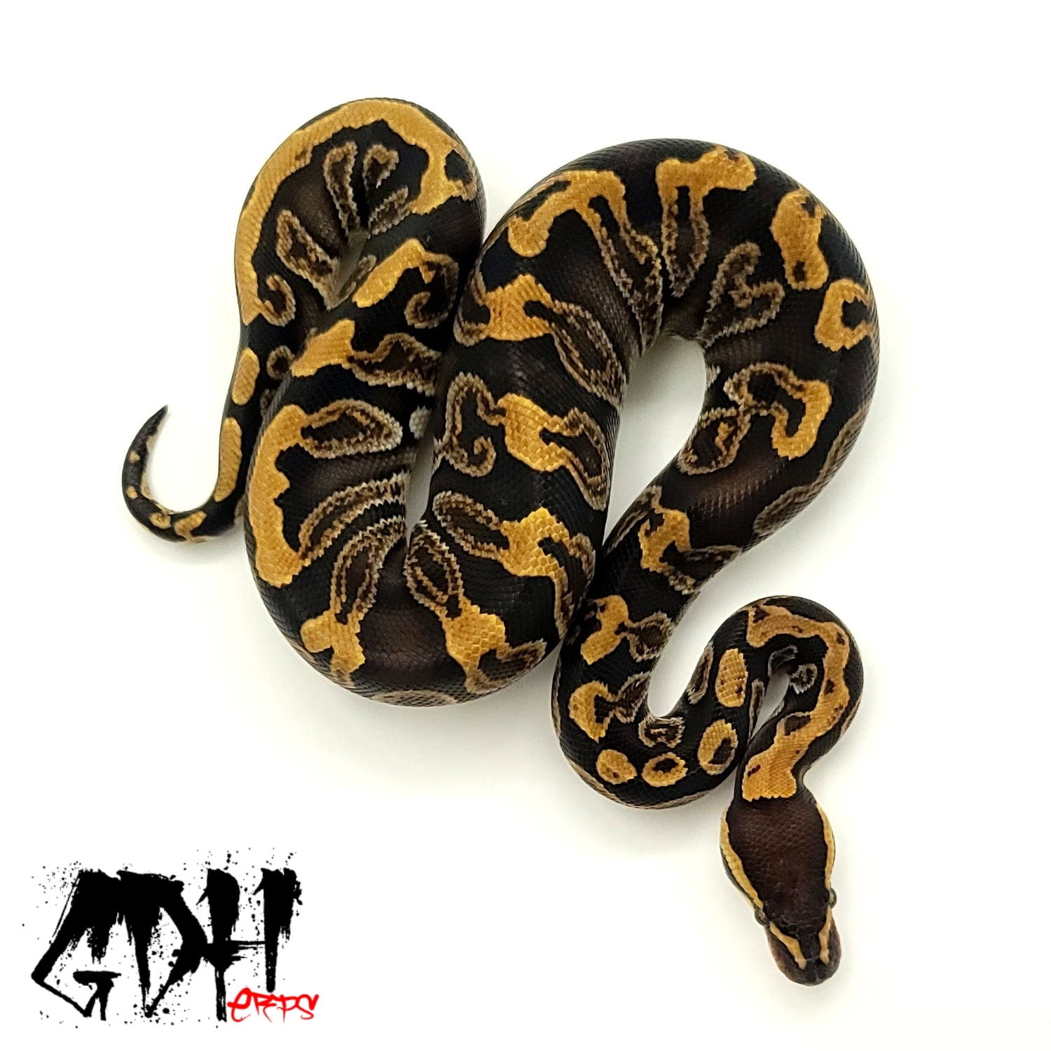 GHI Poss Leopard Het Clown Ball Python by Grand Daddy Herps - MorphMarket