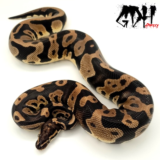 Acid Orange Dream Blitz Ball Python by Grand Daddy Herps