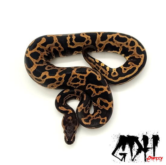 Acid Leopard Mystic Blitz Ball Python by Grand Daddy Herps
