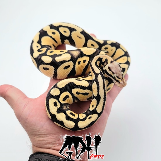 Pastel Desert Ghost Het Clown Free Shipping! Ball Python by Grand Daddy Herps