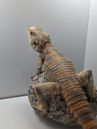 Painted/clown Agama by Grand Valley Reptiles, LLC