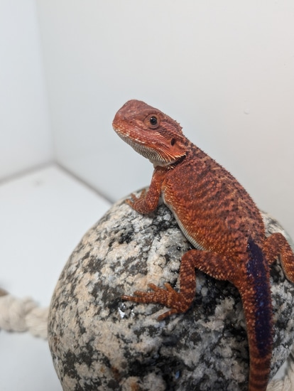 Balthazar - 50% Red Monster Translucent Central Bearded Dragon by Grand ...