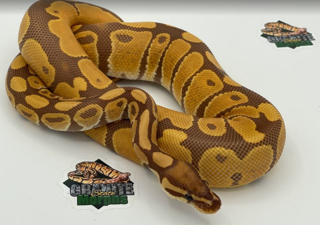 Ultramel Ball Python by Granite State Morphs - MorphMarket