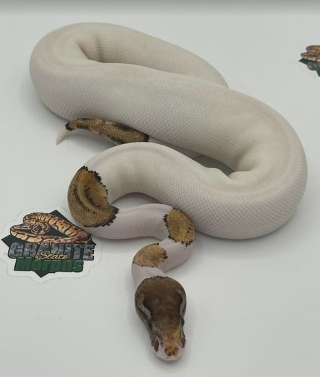 Pinto Pied Het. Clown Ball Python by Granite State Morphs