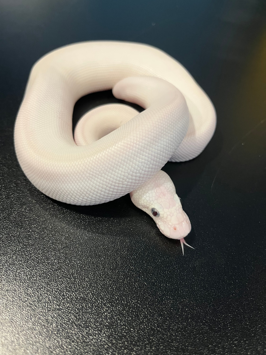 Blue Eyed Lucy Ball Python by Granite State Morphs - MorphMarket