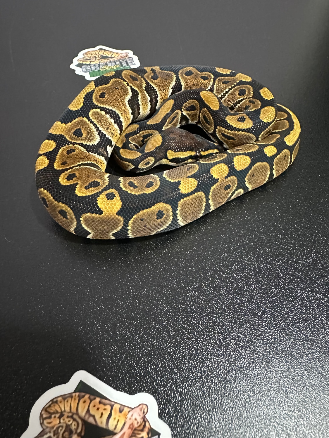 Specter Ball Python by Granite State Morphs - MorphMarket