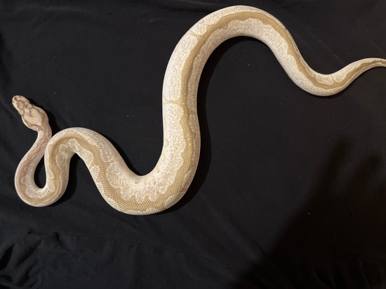 Clown Spider Lesser Poss Jungle Woma Ball Python by Tipping the scales