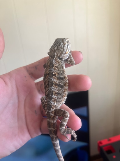 Normal Bearded Dragon Central Bearded Dragon by Tipping the scales