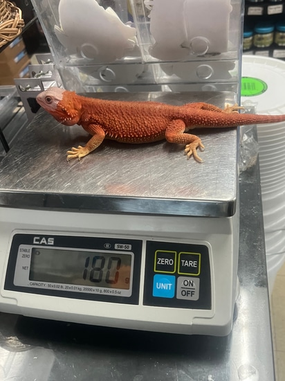 Red Hypo Translucent (50% Red Monster) Central Bearded Dragon by ...