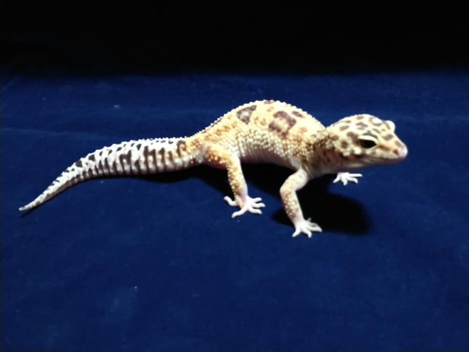 Jungle Tremper Eclipse (Aka Raptor) Leopard Gecko by Granny B's Geckos ...