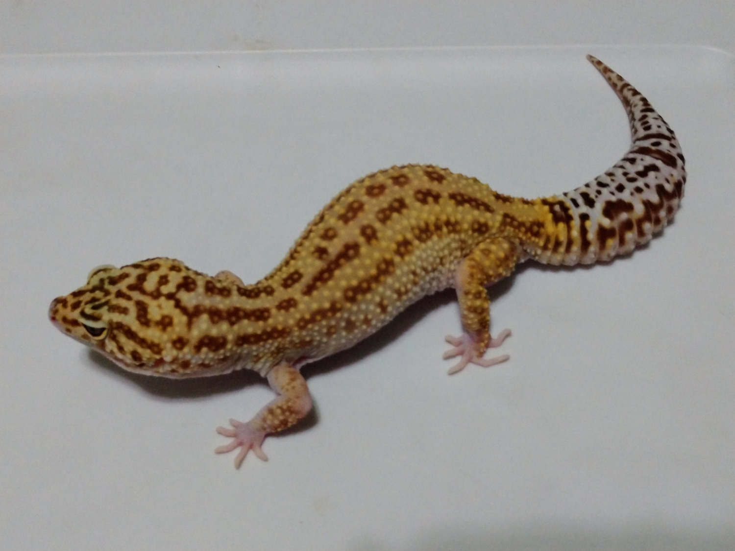 Tremper Eclipse (Aka Raptor) Leopard Gecko by Granny B's Geckos ...