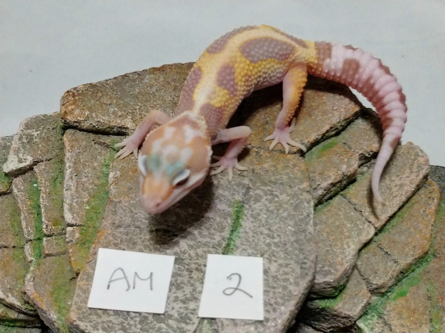 Mack Snow Bold Tremper Ph Eclipse Leopard Gecko by Granny B's Geckos ...