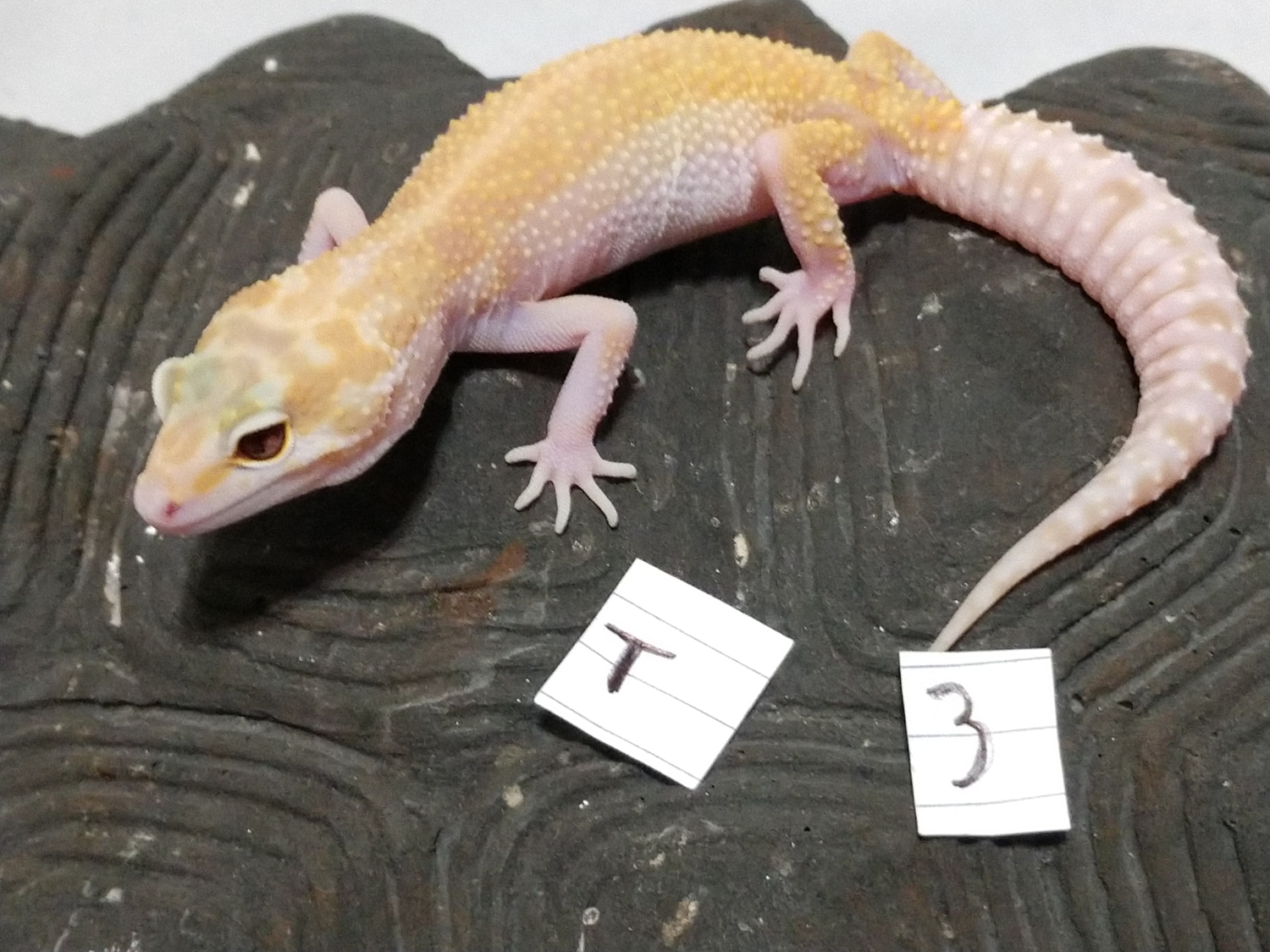 Tremper Eclipse (RAPTOR) Leopard Gecko by Granny B's Geckos - MorphMarket