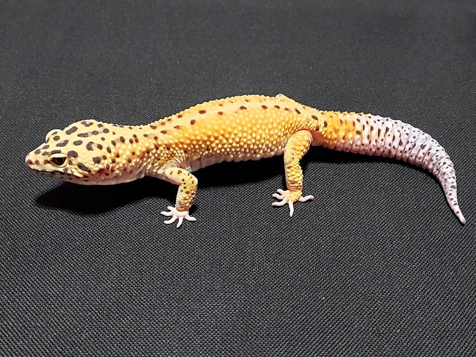 GP Red Stripe Leopard Gecko by Granny B's Geckos - MorphMarket