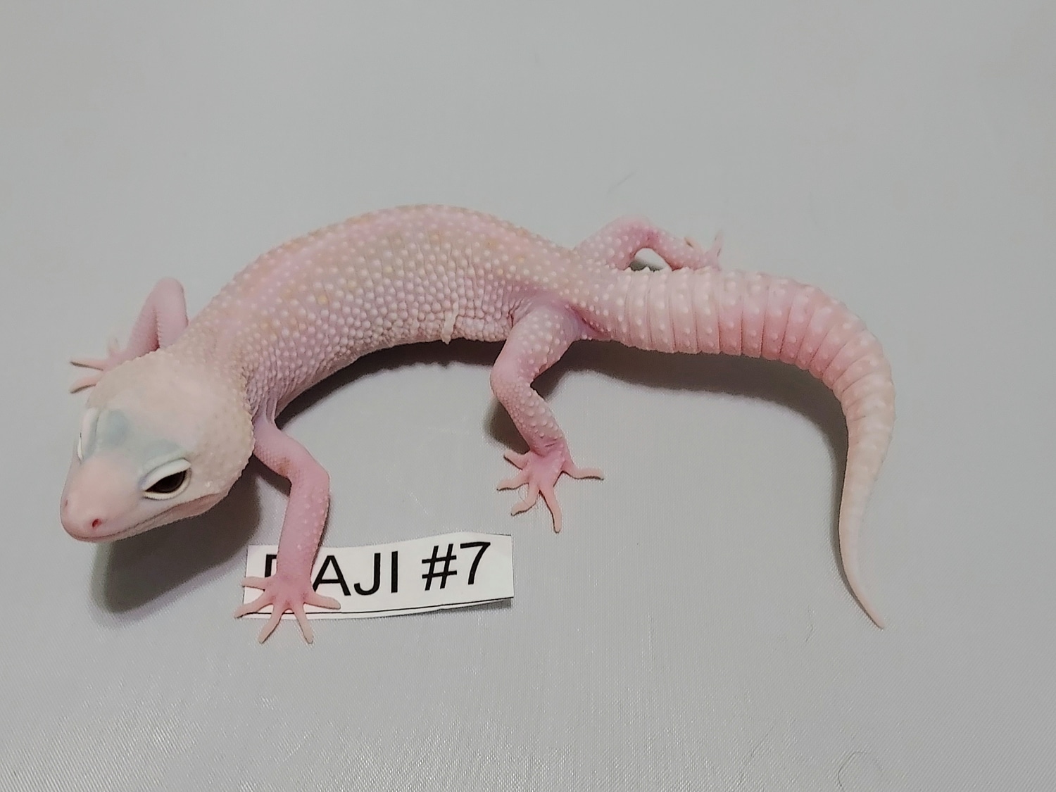White & Yellow Mack Snow Tremper Eclipse Leopard Gecko by Granny B's ...