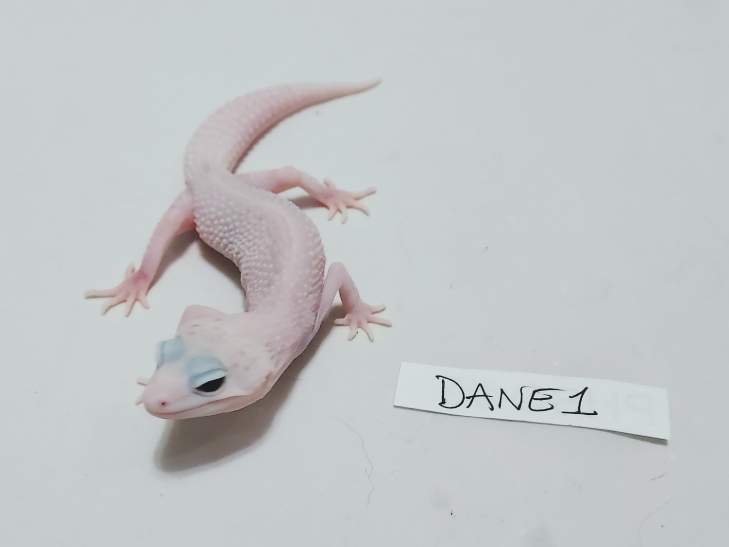 White & Yellow, Super Snow, Tremper, Eclipse Leopard Gecko by Granny B ...