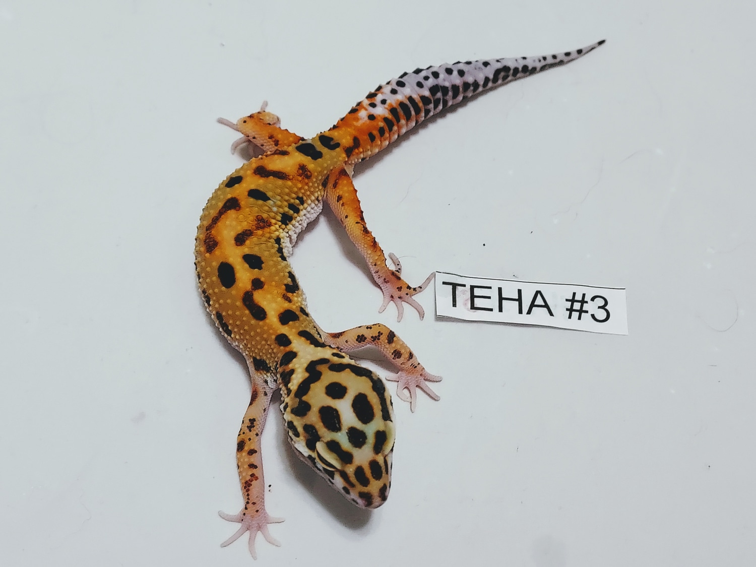 Blood/Atomic/Electric Tangerine Het Tremper Het Eclipse Leopard Gecko ...