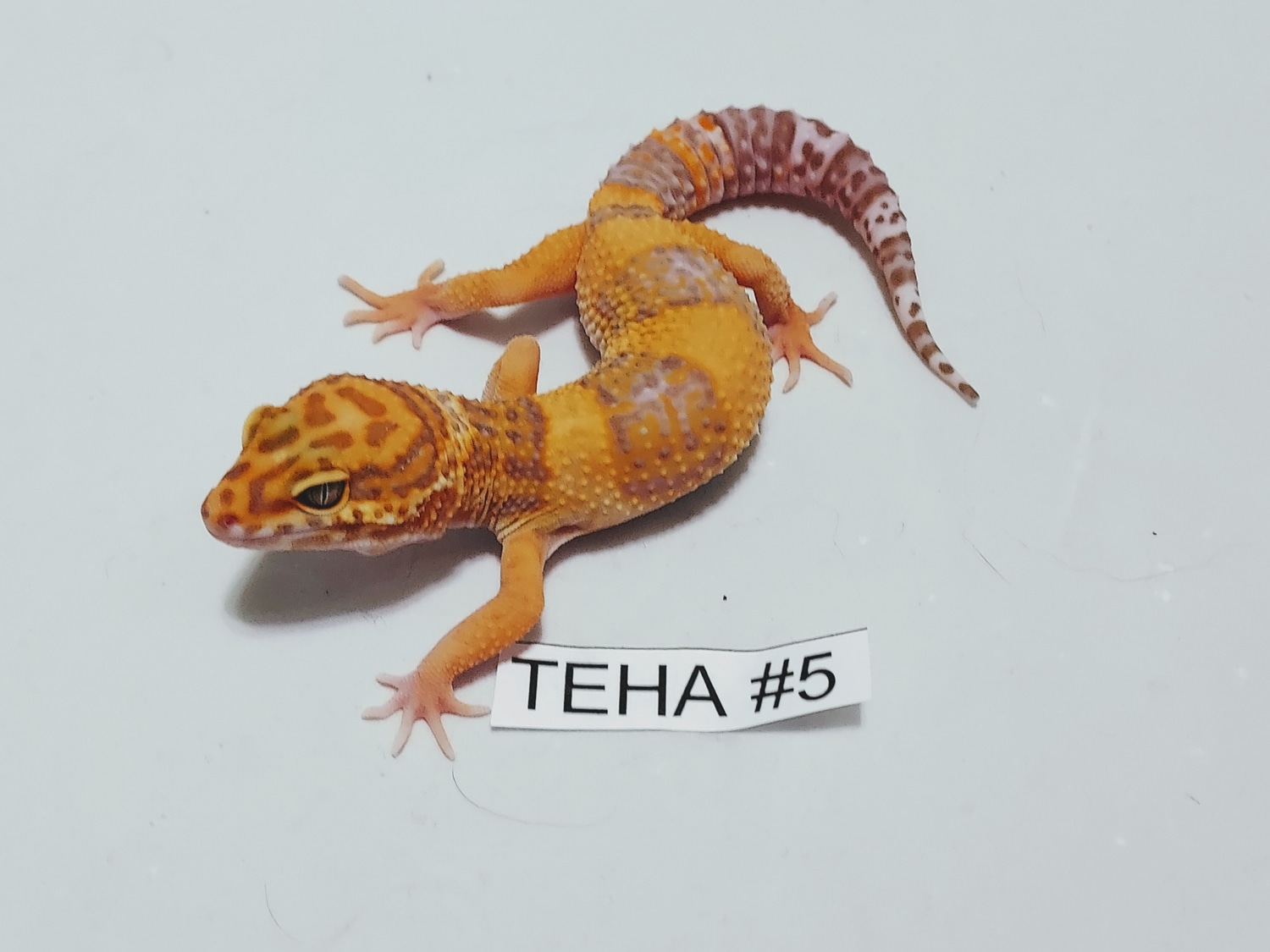 Blood/Atomic/Electric Tangerine Tremper Het Eclipse Leopard Gecko by ...
