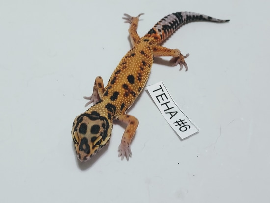 Blood/Atomic/Electric Tangerine Het Tremper Het Eclipse Leopard Gecko ...