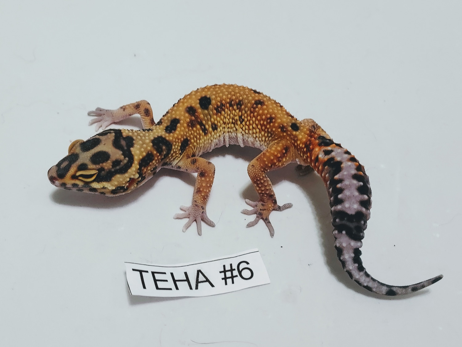 Blood/Atomic/Electric Tangerine Het Tremper Het Eclipse Leopard Gecko ...