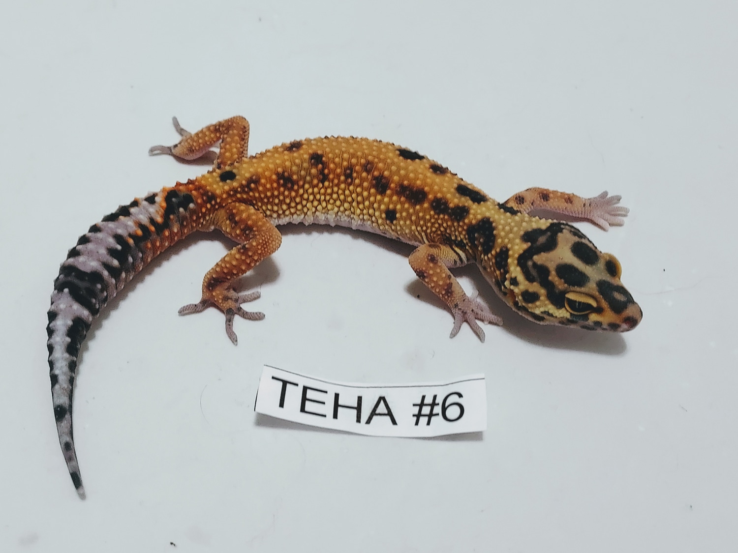 Blood/Atomic/Electric Tangerine Het Tremper Het Eclipse Leopard Gecko ...
