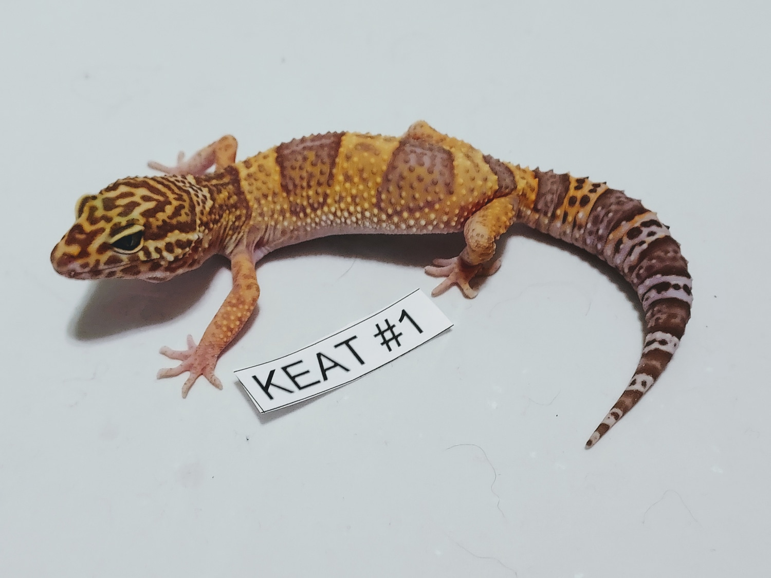 Tremper, Het Blizzard, Het Eclipse Leopard Gecko by Granny B's Geckos ...