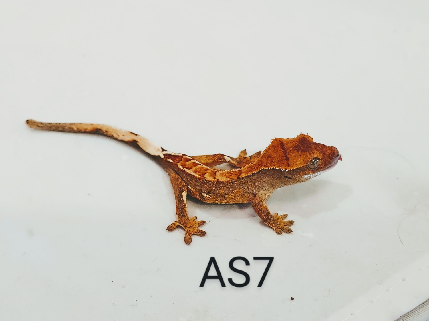 Partial Pinstripe, Flame Crested Gecko by Granny B's Geckos - MorphMarket
