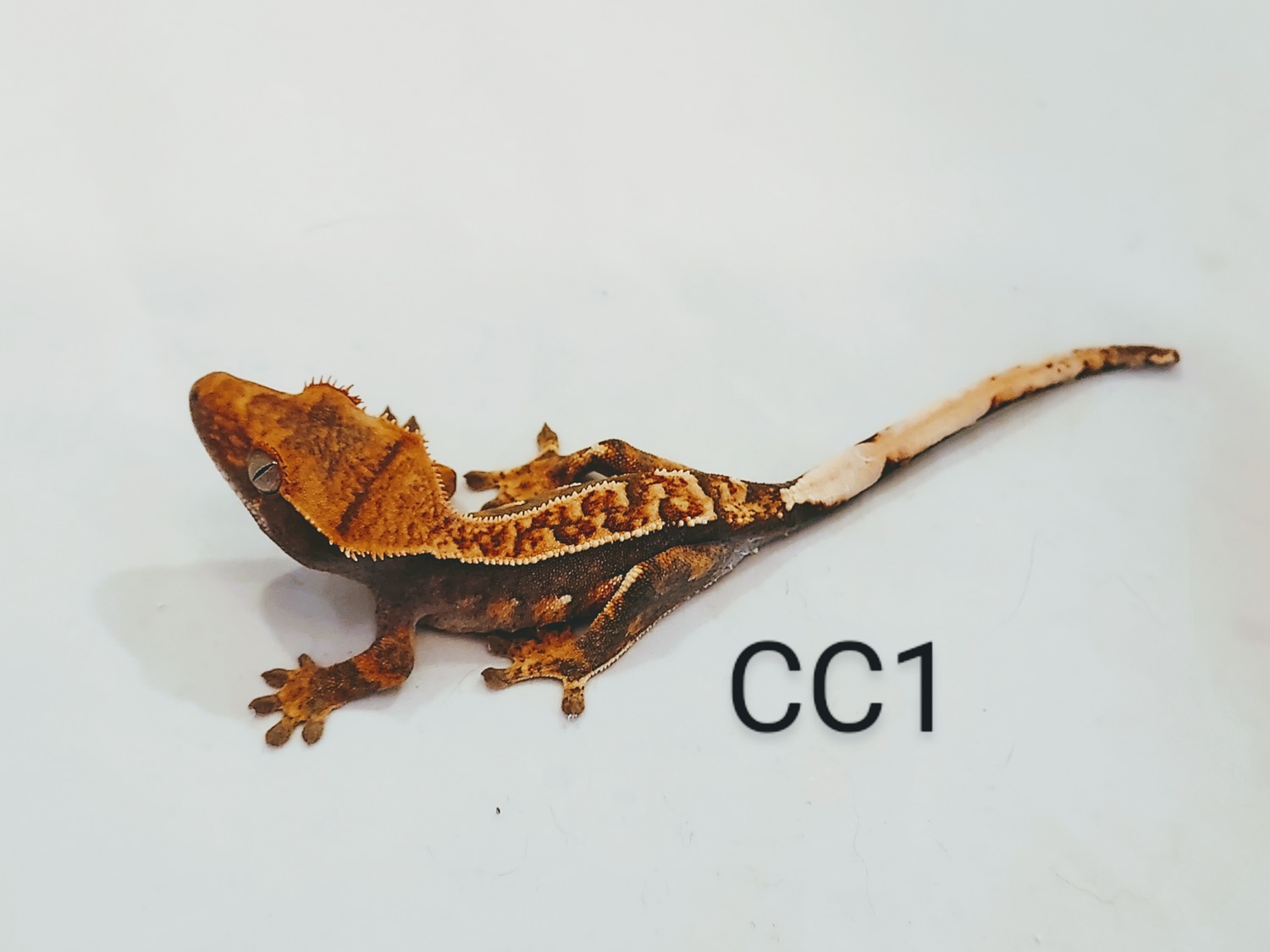 Partial Pinstripe, Harlequin Crested Gecko by Granny B's Geckos ...