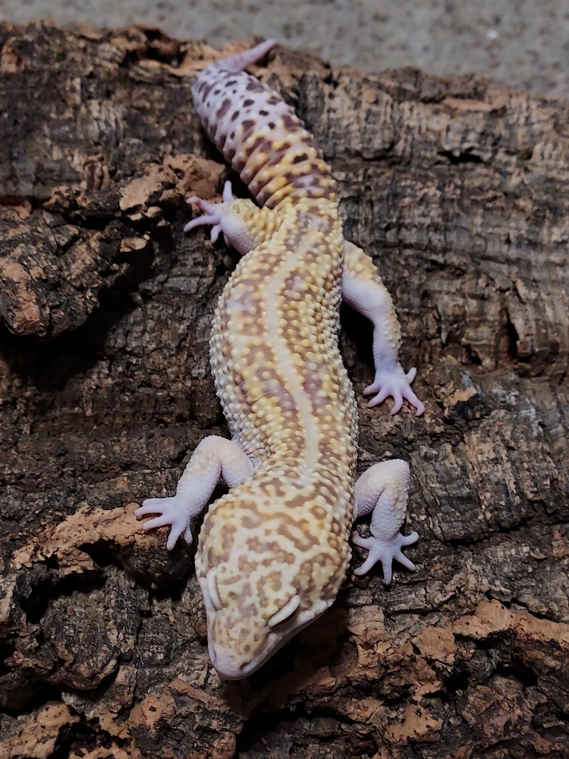 Tremper Eclipse WY Leopard Gecko by Granny B's Geckos - MorphMarket
