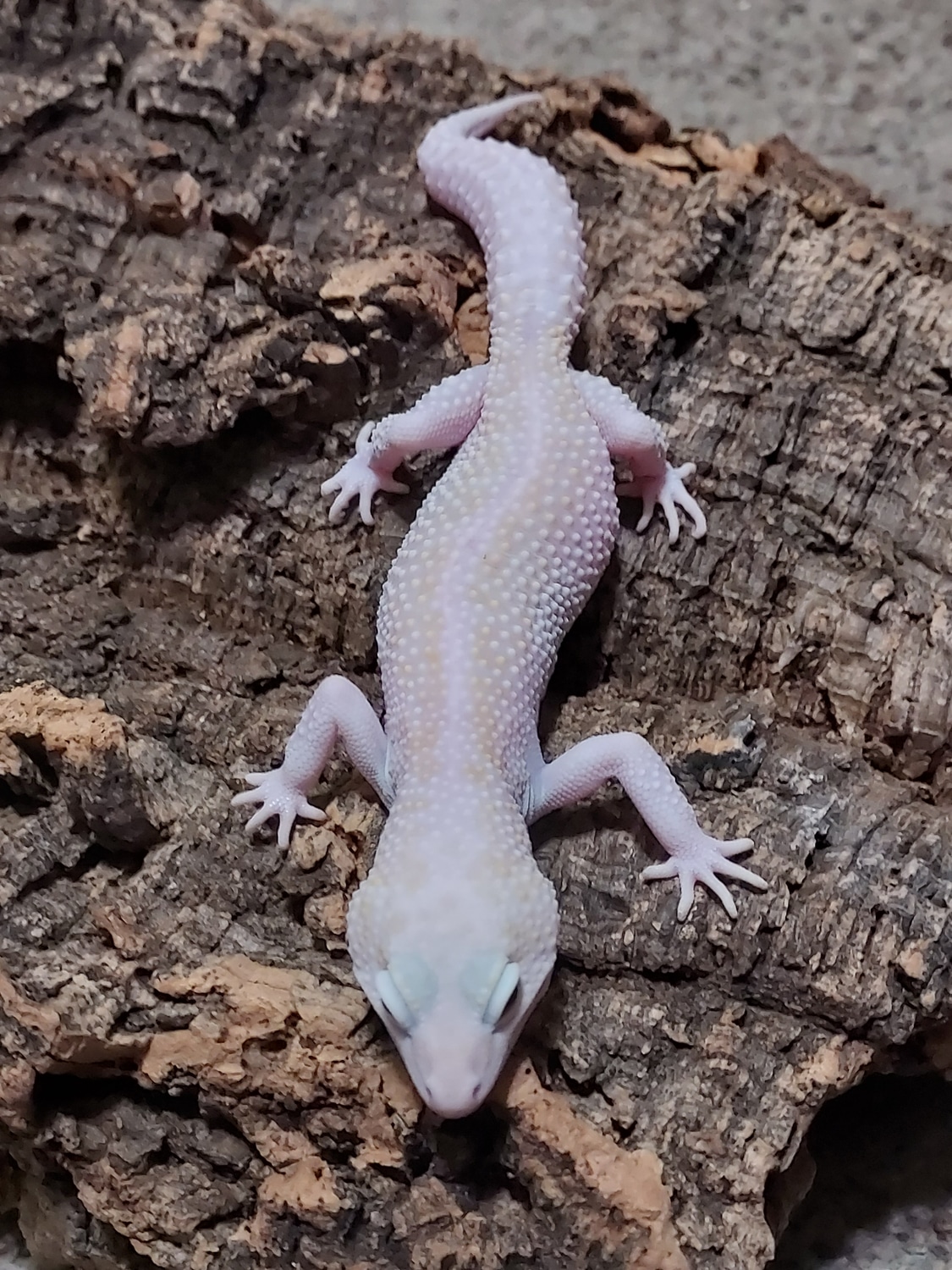 Tremper Eclipse WY Mack Snow Leopard Gecko by Granny B's Geckos ...