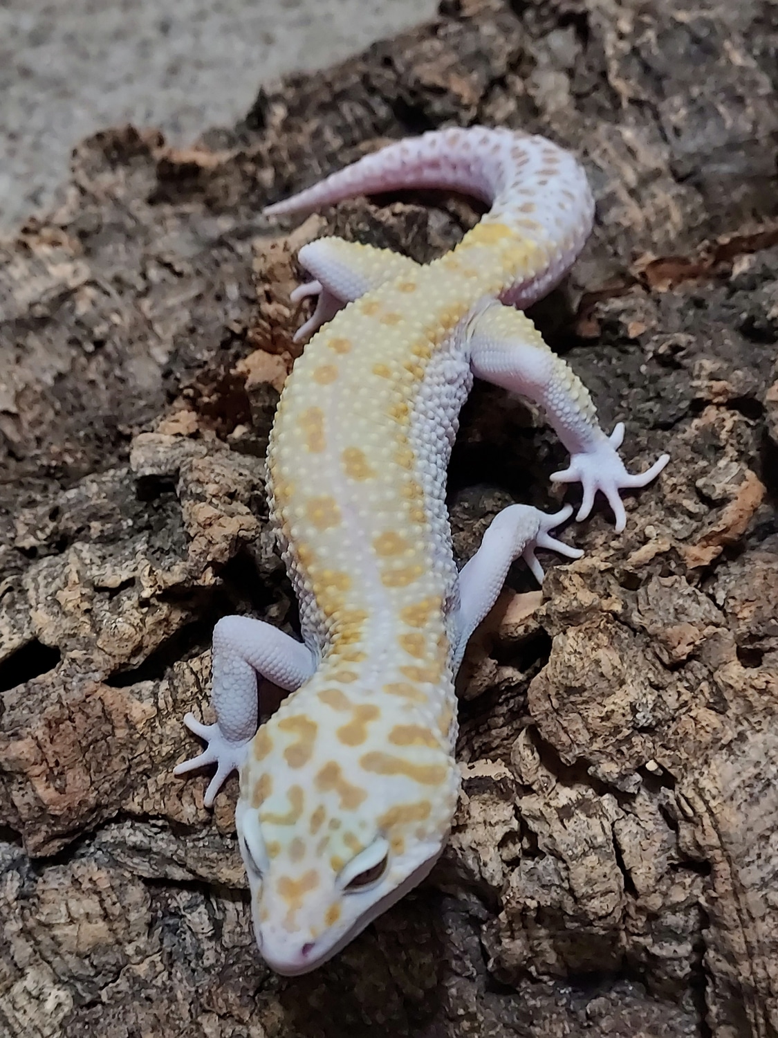 White & Yellow Mack Snow Tremper Eclipse Leopard Gecko by Granny B's ...