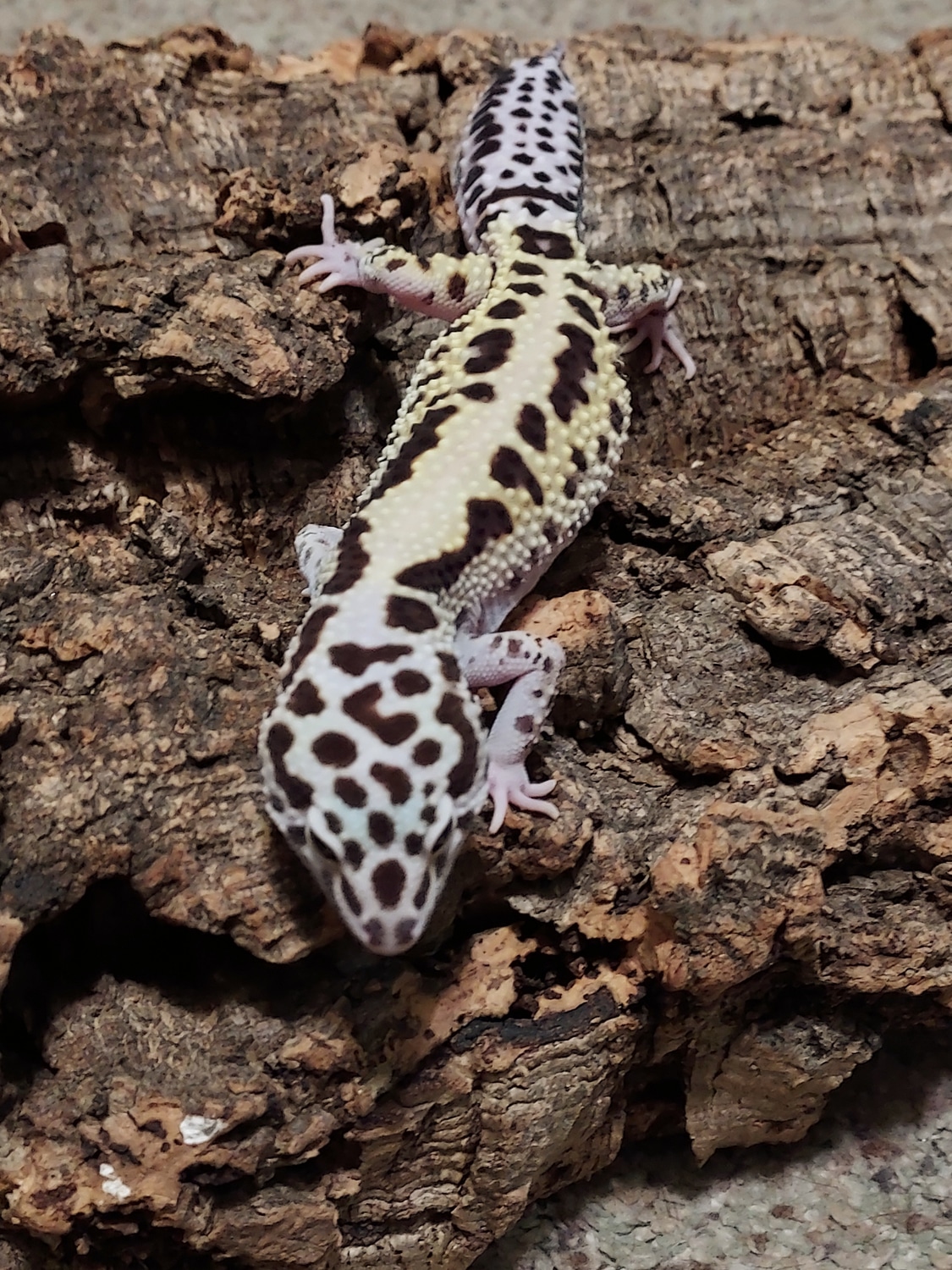 Bold Het Tremper Het Eclipse Leopard Gecko by Granny B's Geckos ...