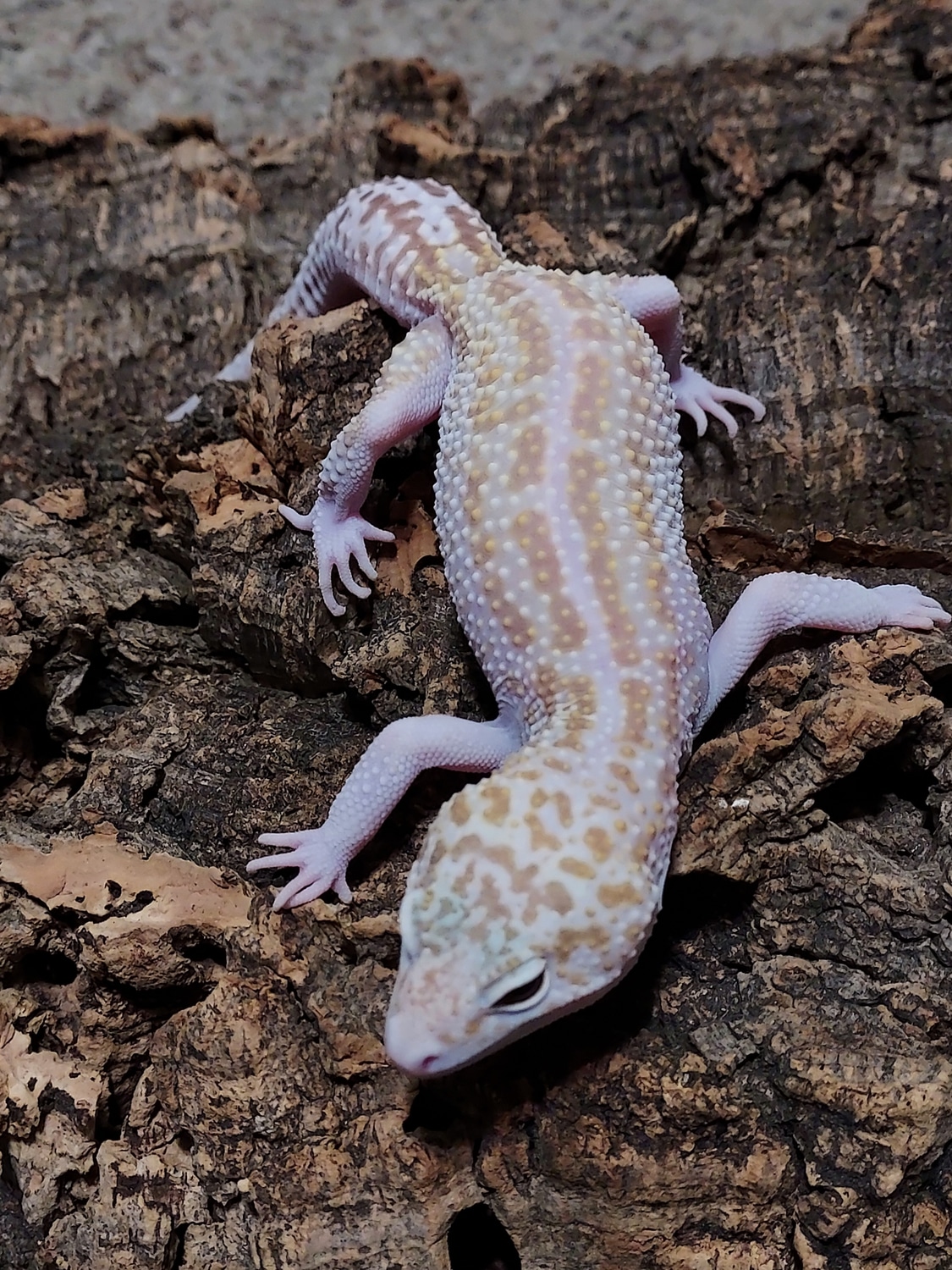White & Yellow Mack Snow Tremper Eclipse Leopard Gecko by Granny B's ...