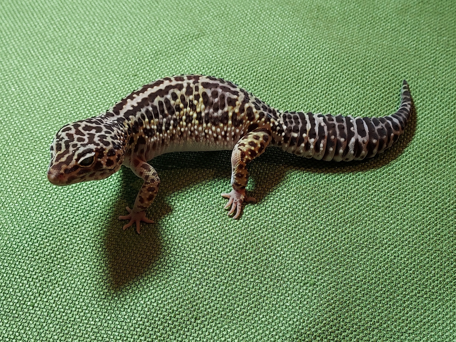 Mack Snow Ph Eclipse Ph Tremper Leopard Gecko by Granny B's Geckos ...